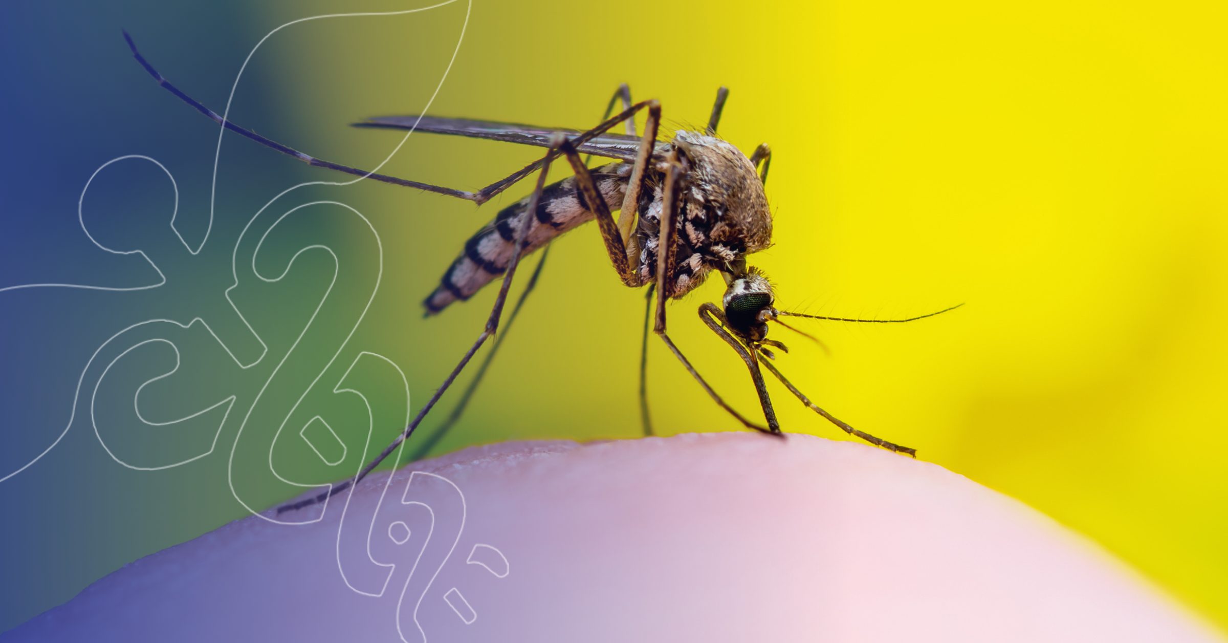 What is Zika Virus? | MicroHealth LLC